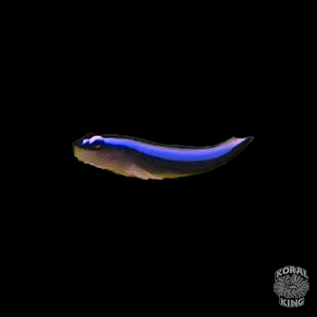 Neon Blue Sharknose Cleaner Goby – Koral King