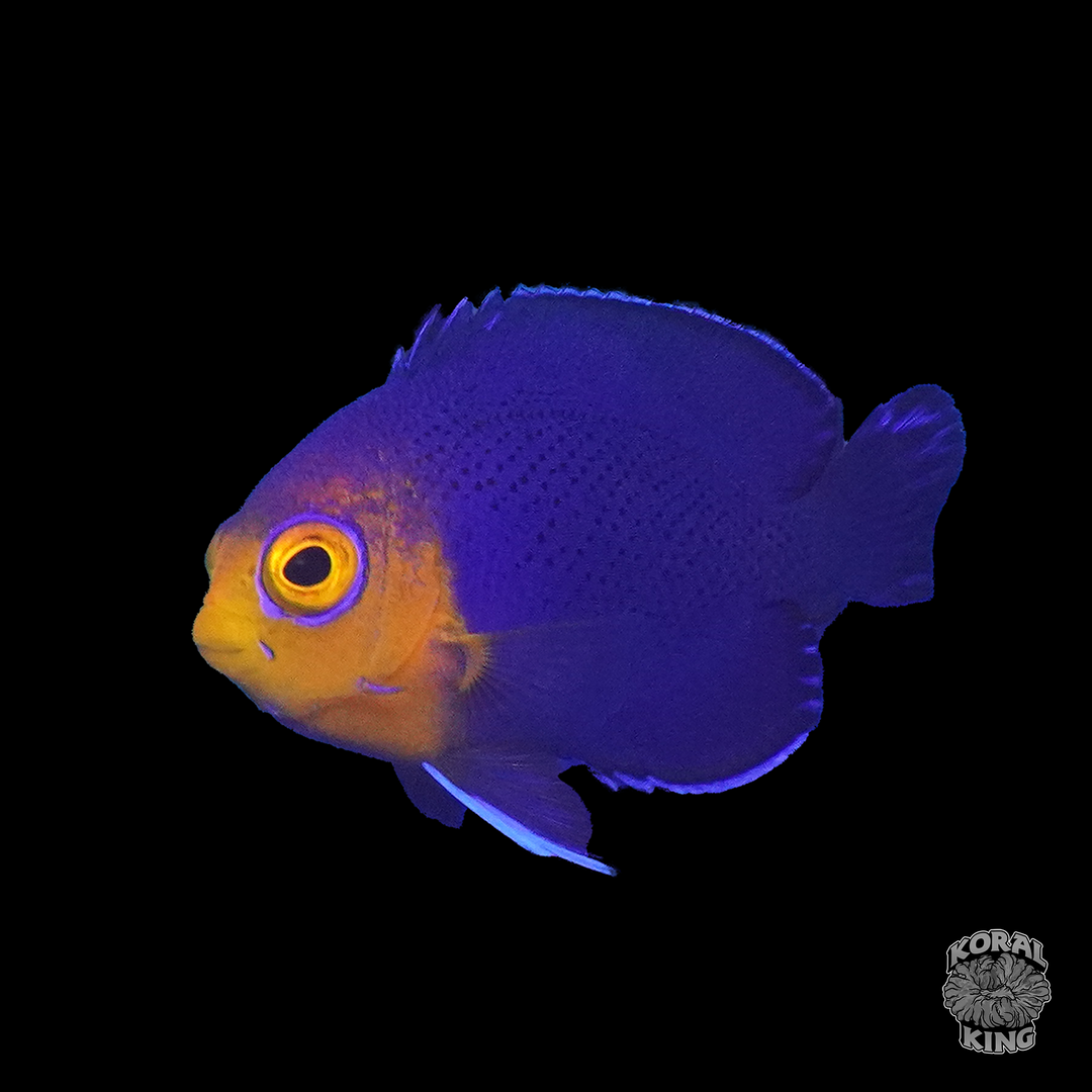 Pygmy Angelfish – Koral King