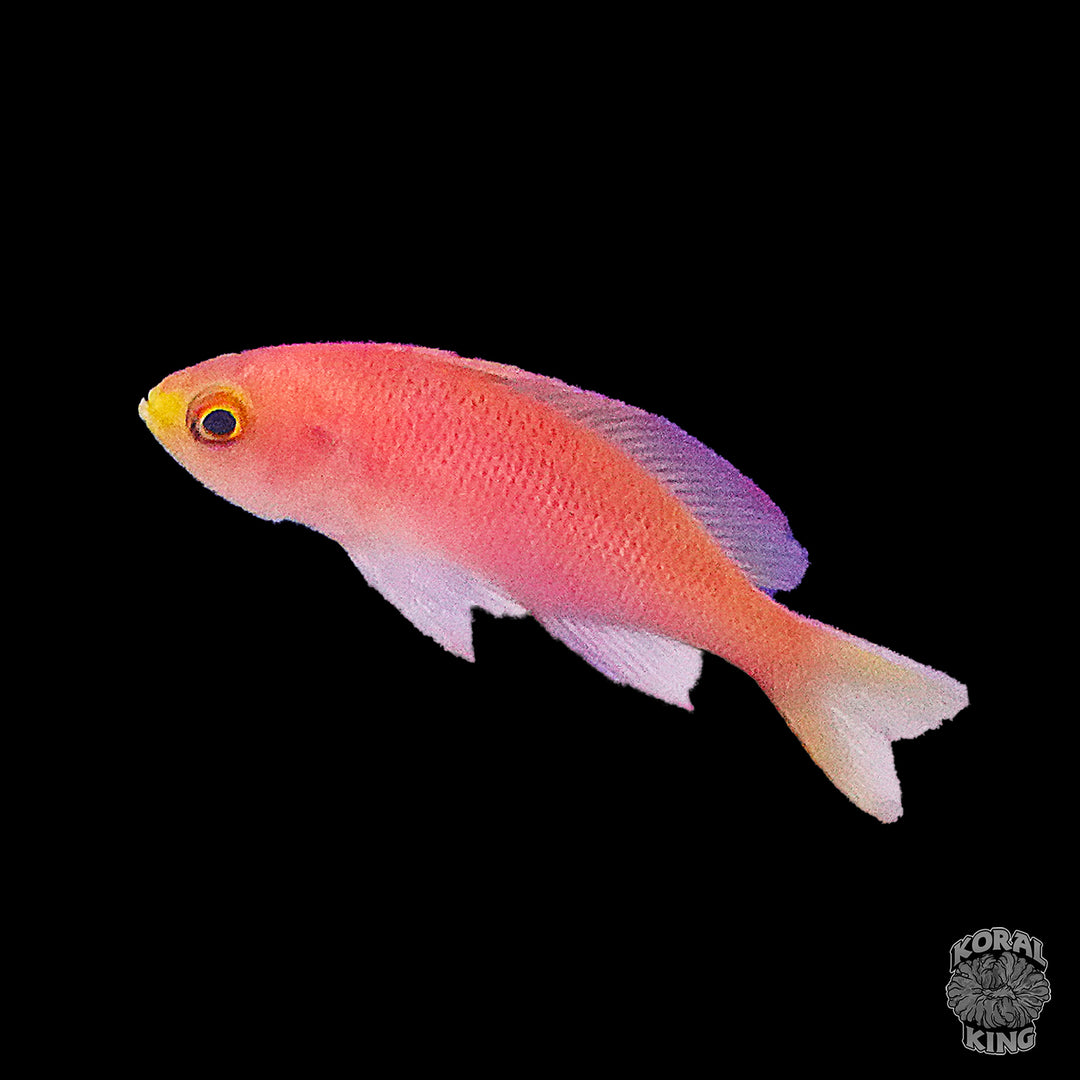 Randall's Anthias (Female) – Koral King