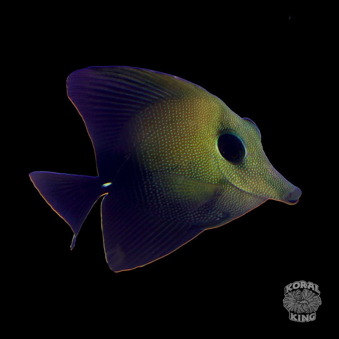 Scopas Tang – Koral King