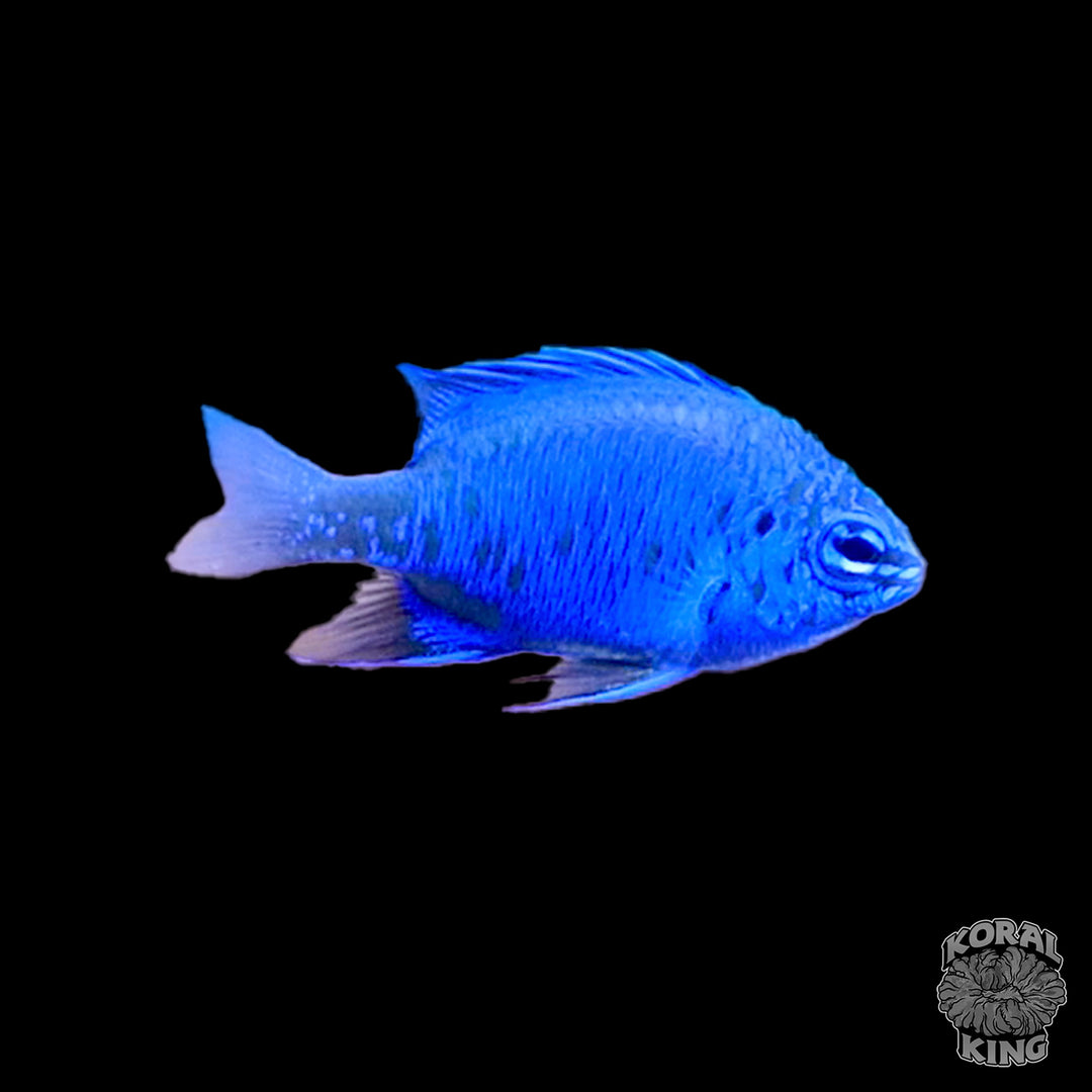 Springeri Damselfish – Koral King
