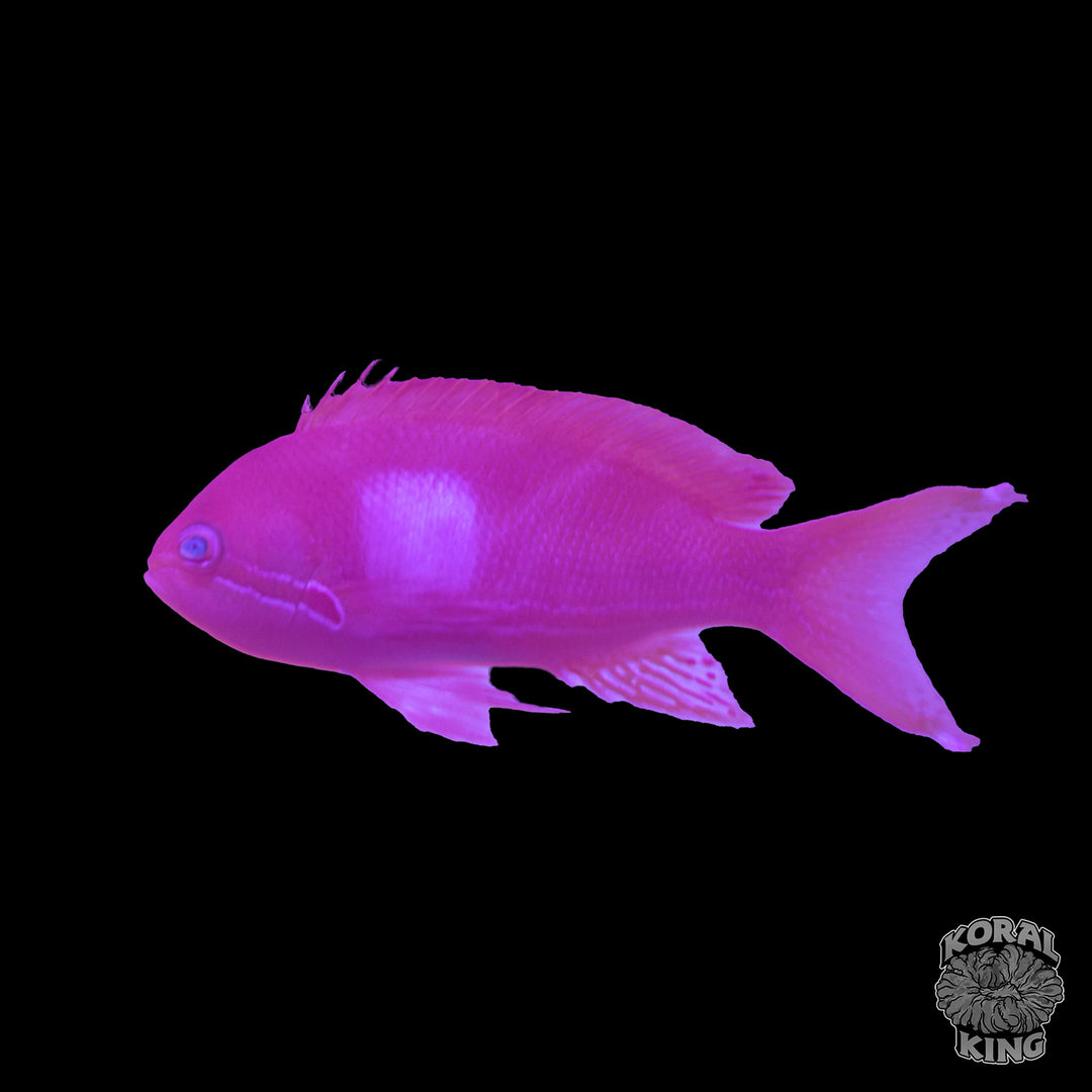 Squareback Anthias – Koral King