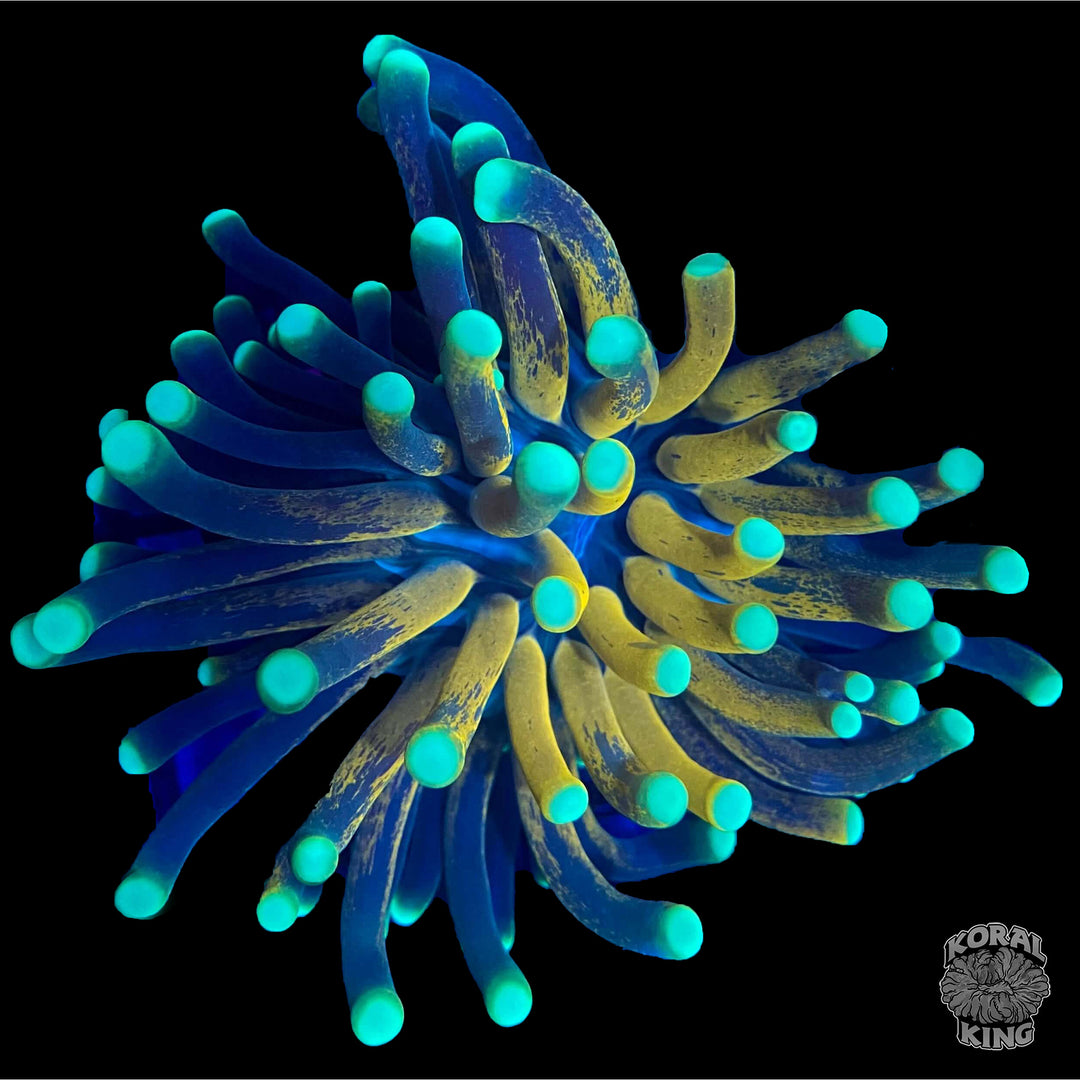 Tiger Torch – Koral King