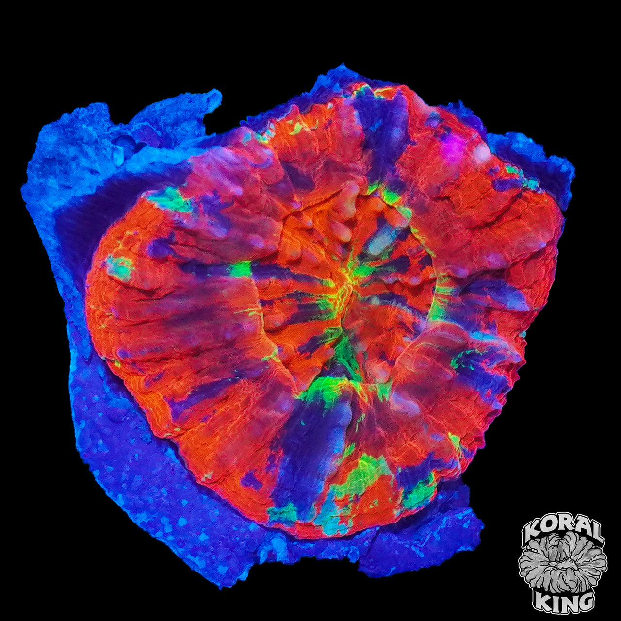 War Torn Soldier Master Scoly – Koral King