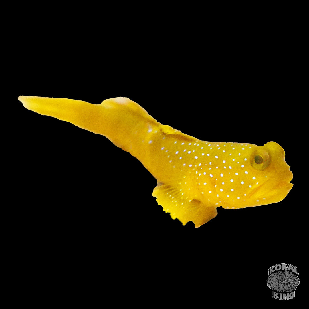 Yellow Watchman Goby – Koral King