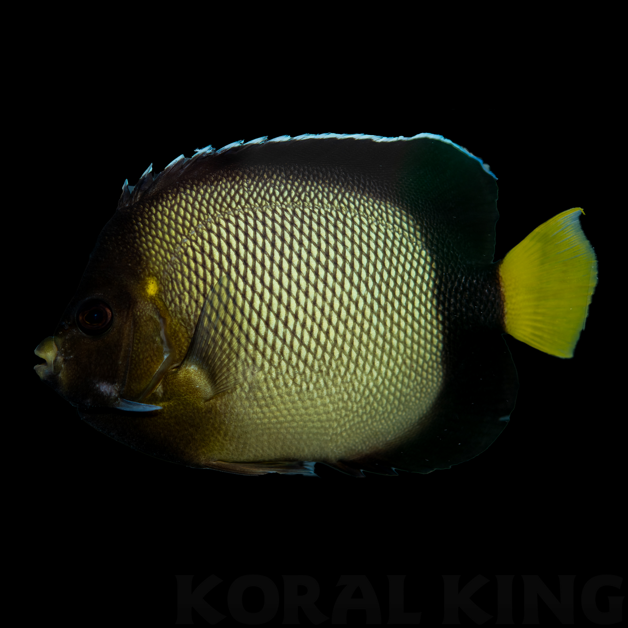 Red Sea Angelfish – Koral King
