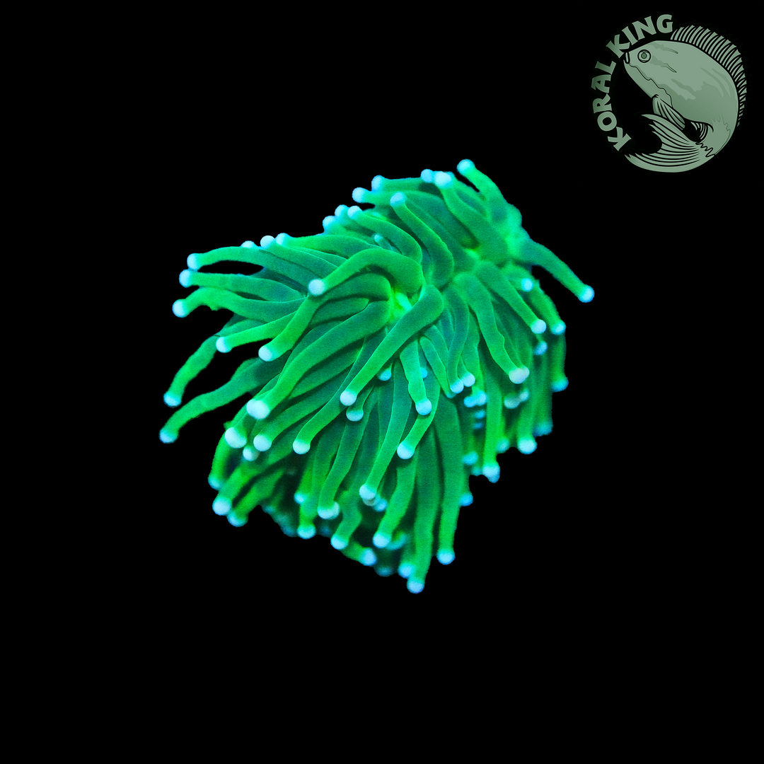 Green Lantern Torch – Koral King