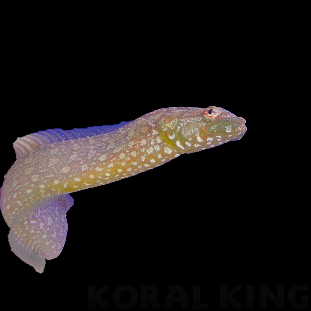 Green Wolf Dottyback – Koral King