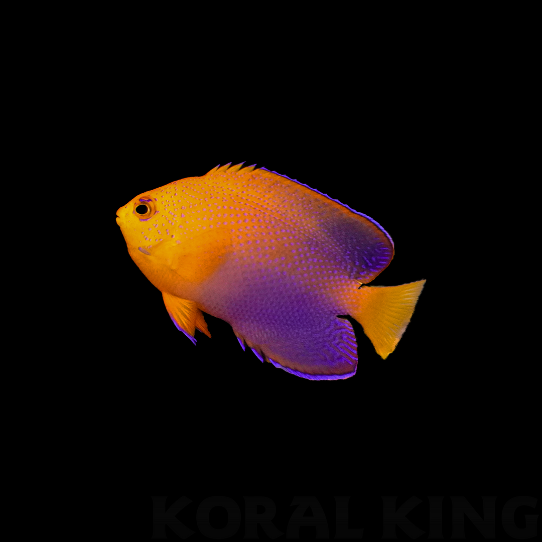 Interruptus Angelfish – Koral King
