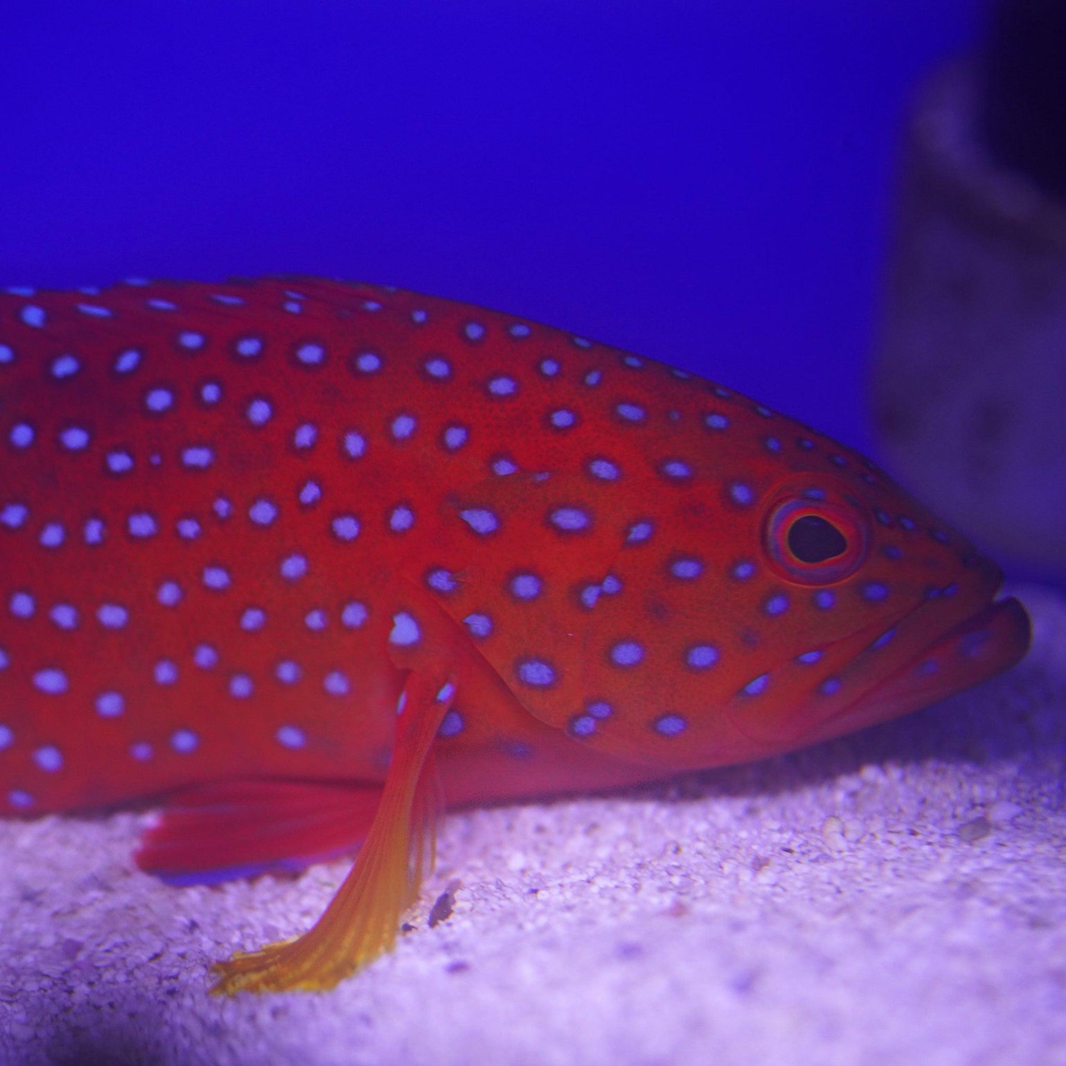 Miniatus Grouper – Koral King