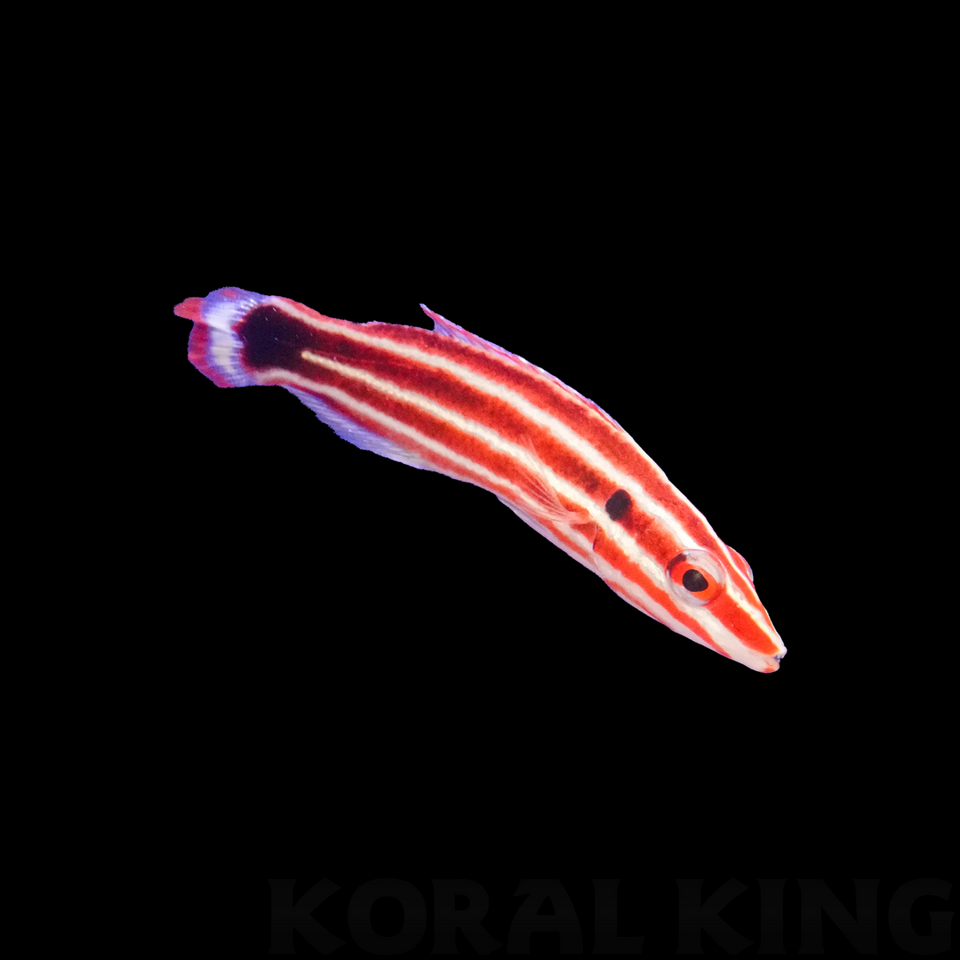 Peppermint Hogfish – Koral King