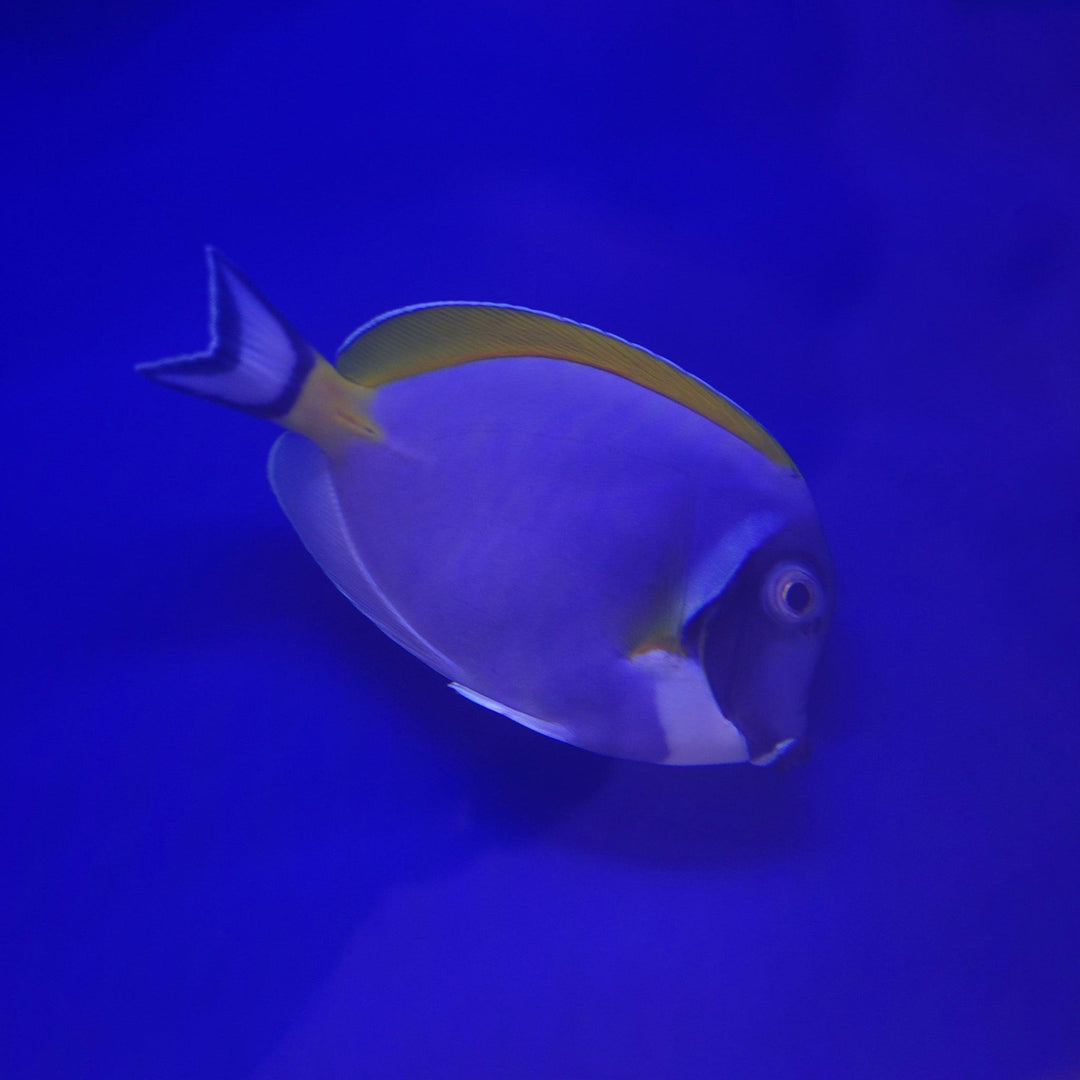 Powder Blue Tang – Koral King