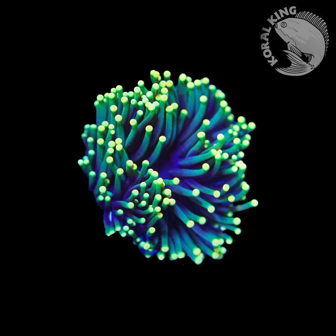 Rasta Torch – Koral King