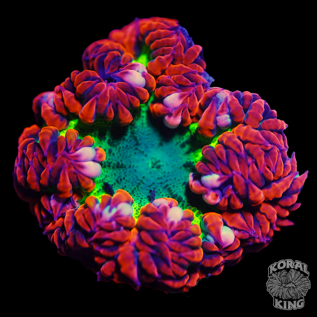 Toxic Rose Rock Flower – Koral King