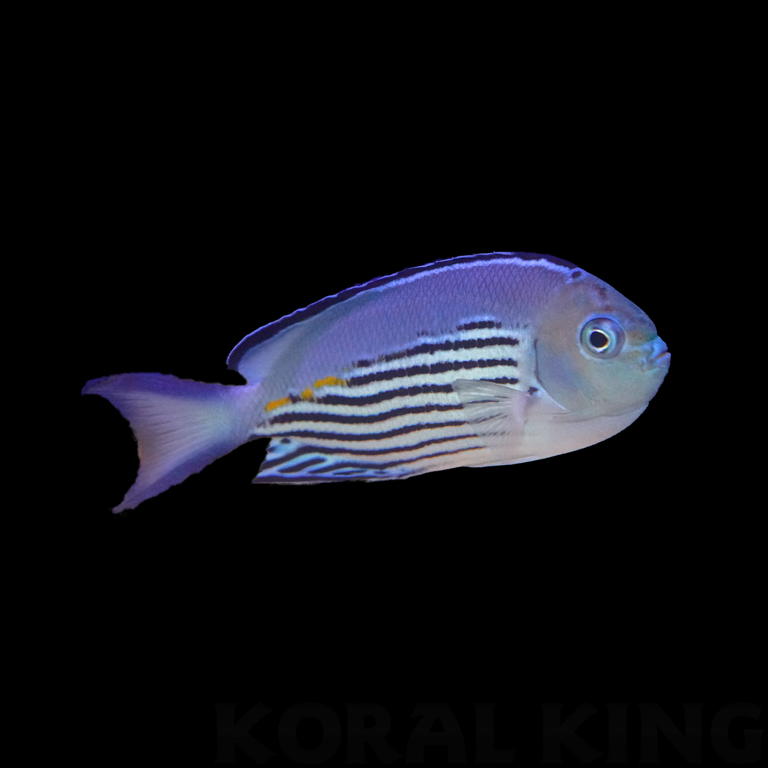 Watanabei Angelfish Female – Koral King