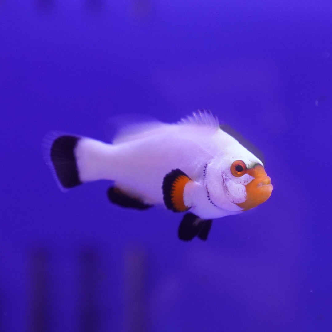 Wyoming White Clownfish – Koral King