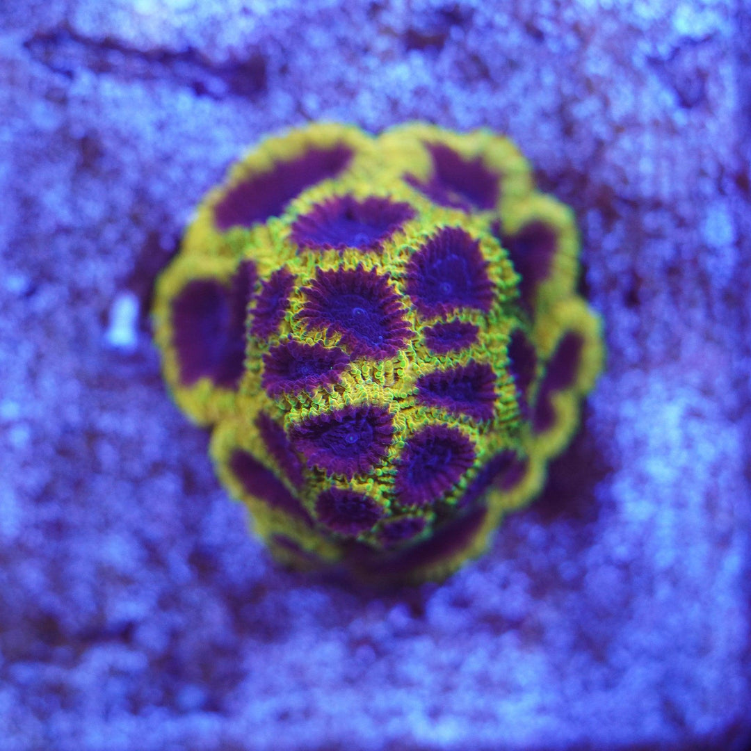 Wolverine Favia Frag – Koral King