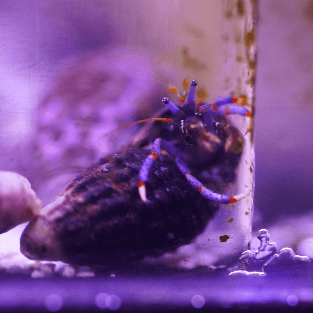 Blue Leg Hermit – Koral King
