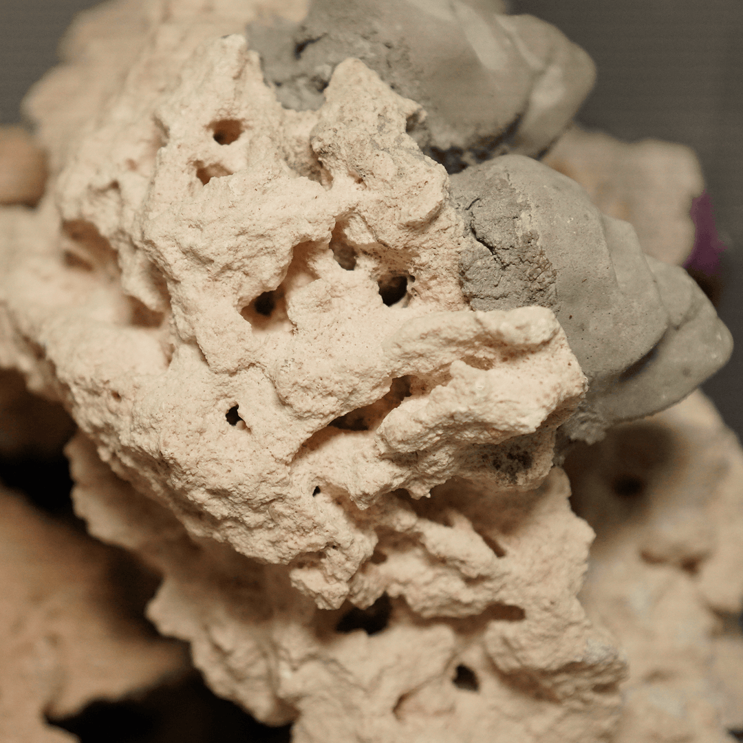 Clam Rock – Koral King