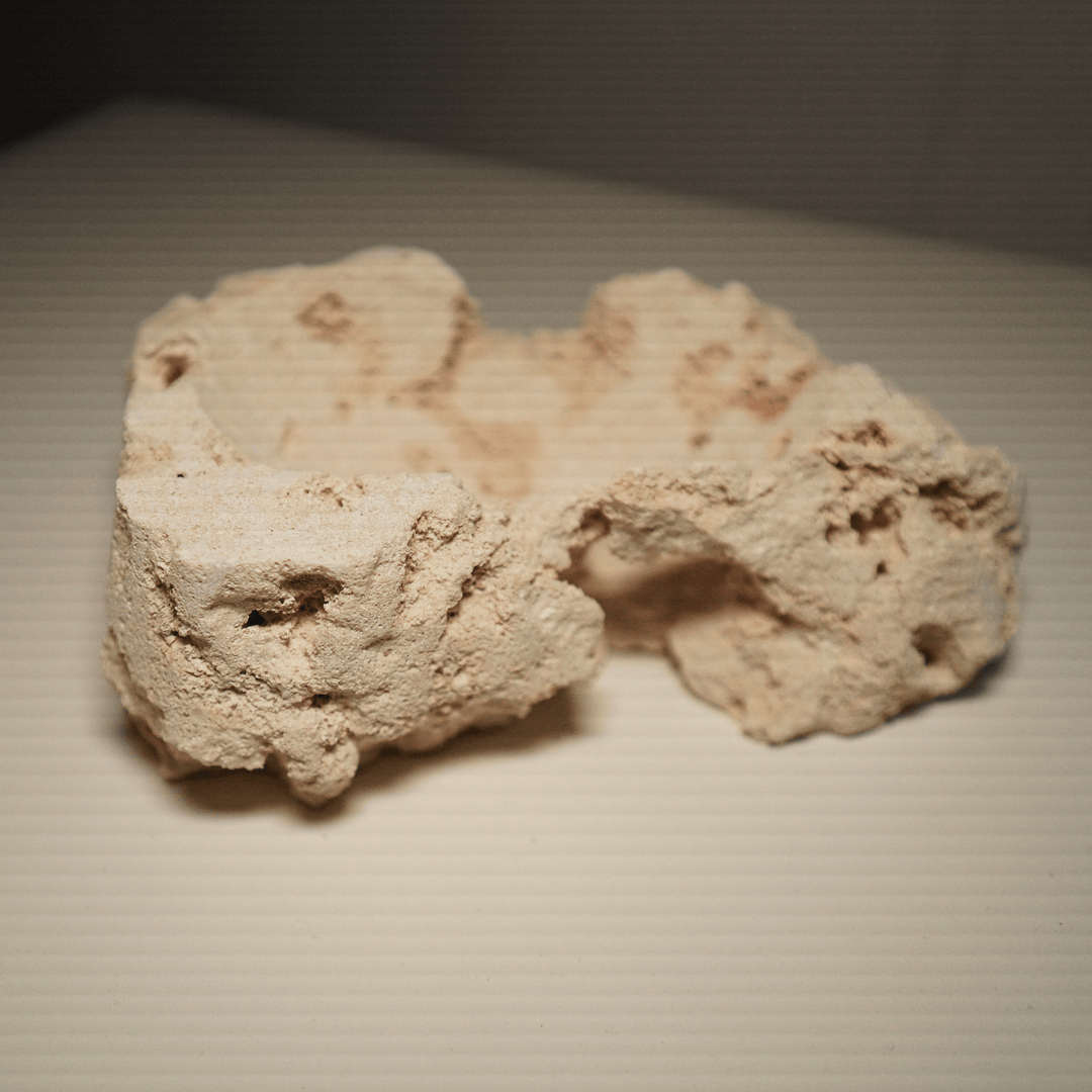 Clam Rock – Koral King