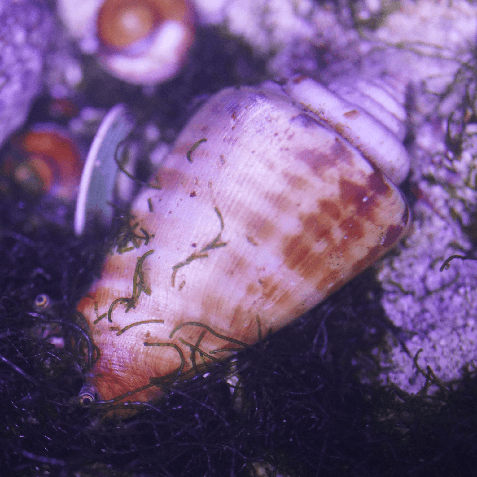 Tiger Sand Conch – Koral King