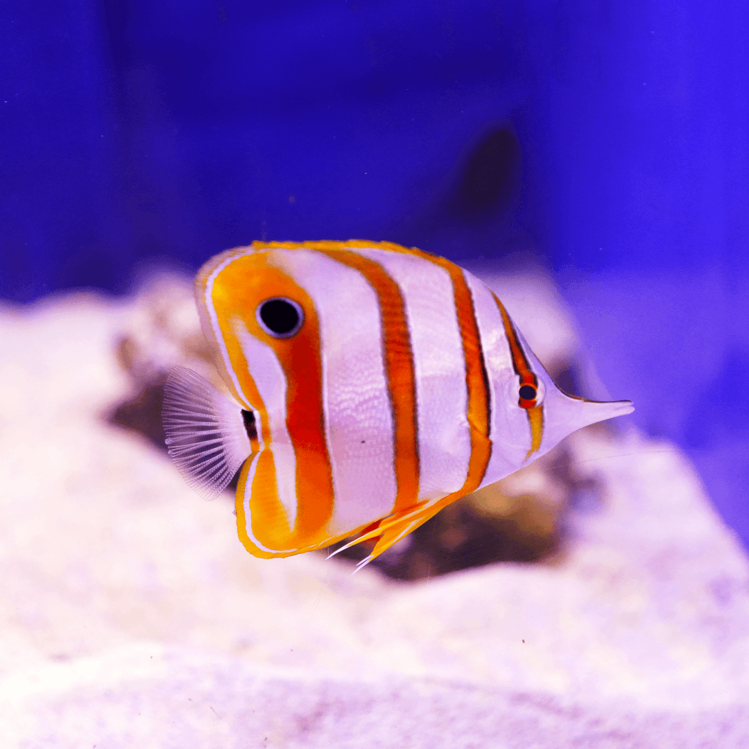 Copperband Butterflyfish – Koral King