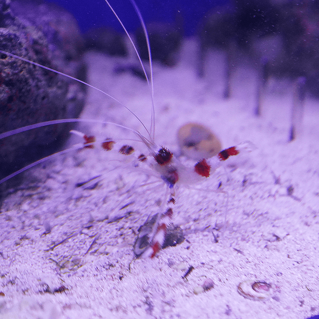 Red Coral Banded Shrimp – Koral King