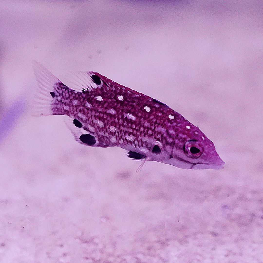 Diana’s Hogfish – Koral King