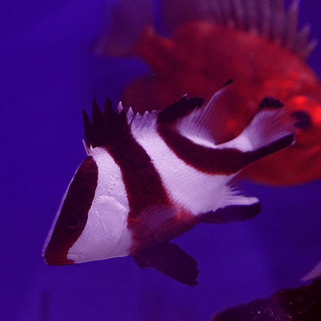 Red Emperor Snapper – Koral King