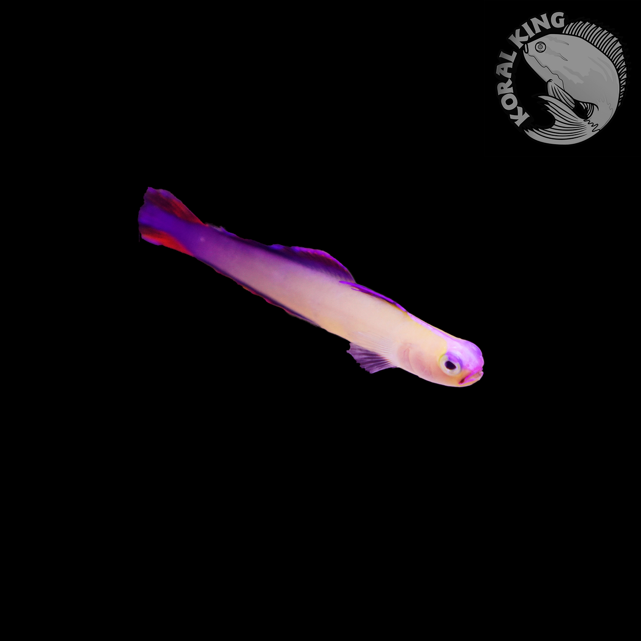 Exquisite Firefish – Koral King