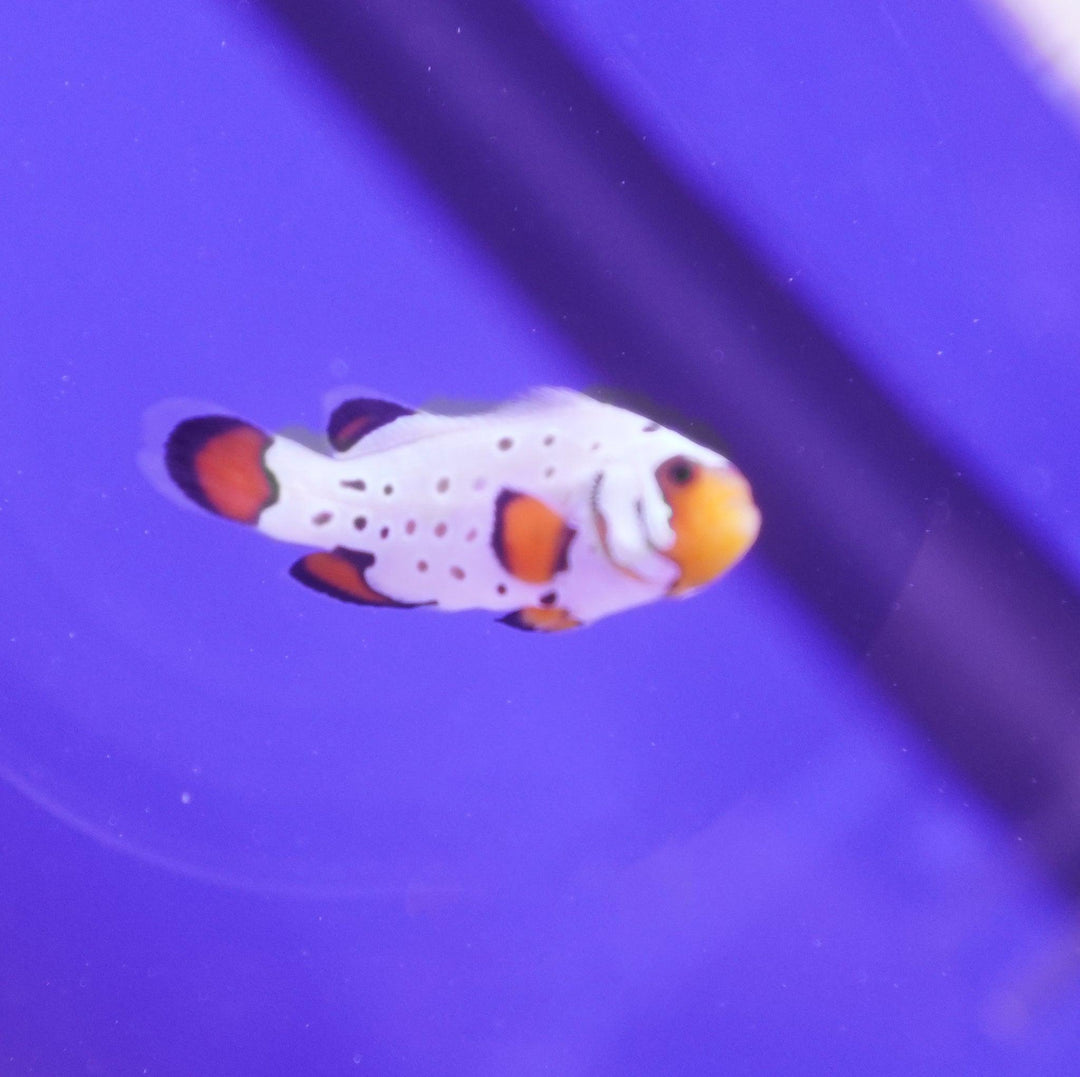 Frostbite Clownfish – Koral King