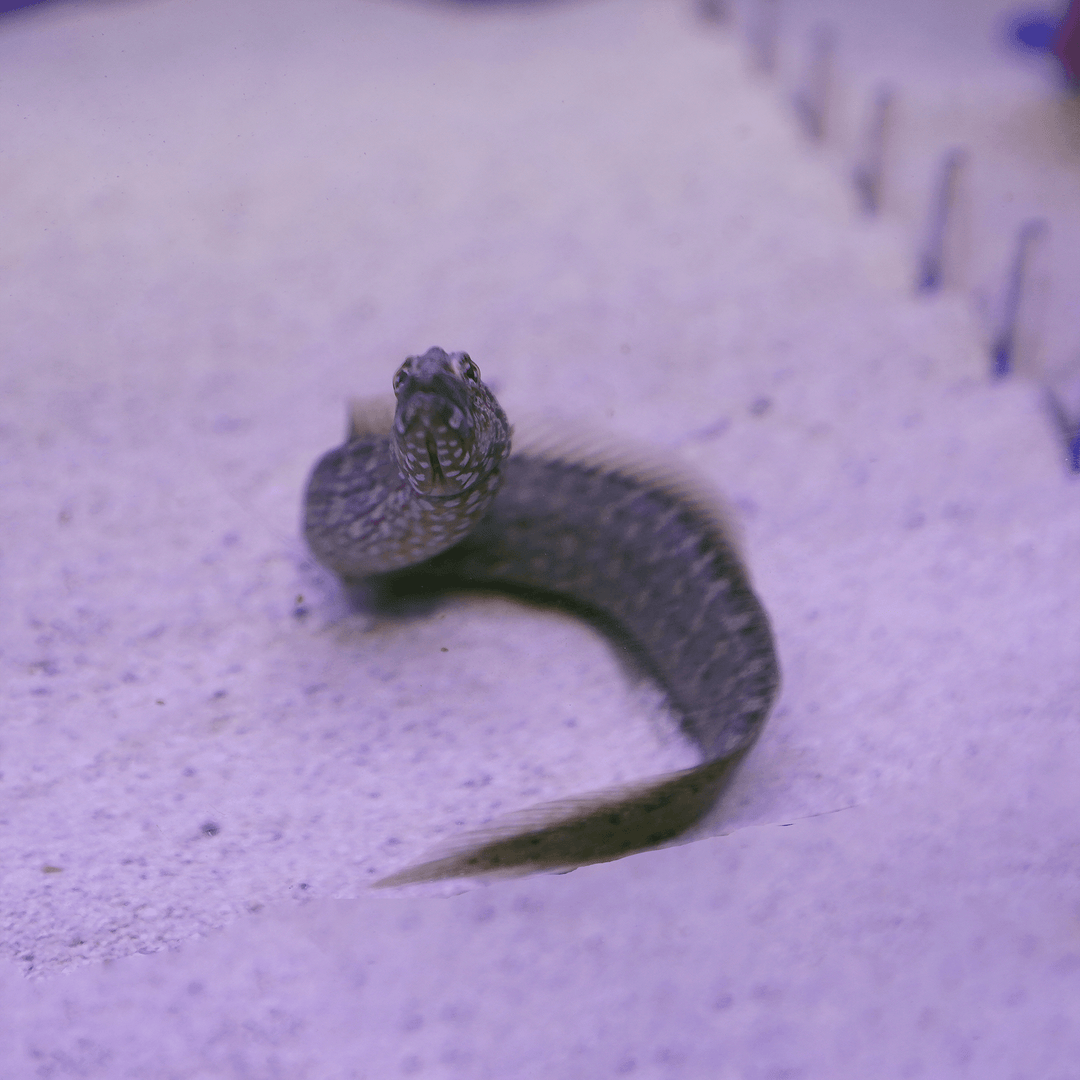 Green Wolf Dottyback – Koral King