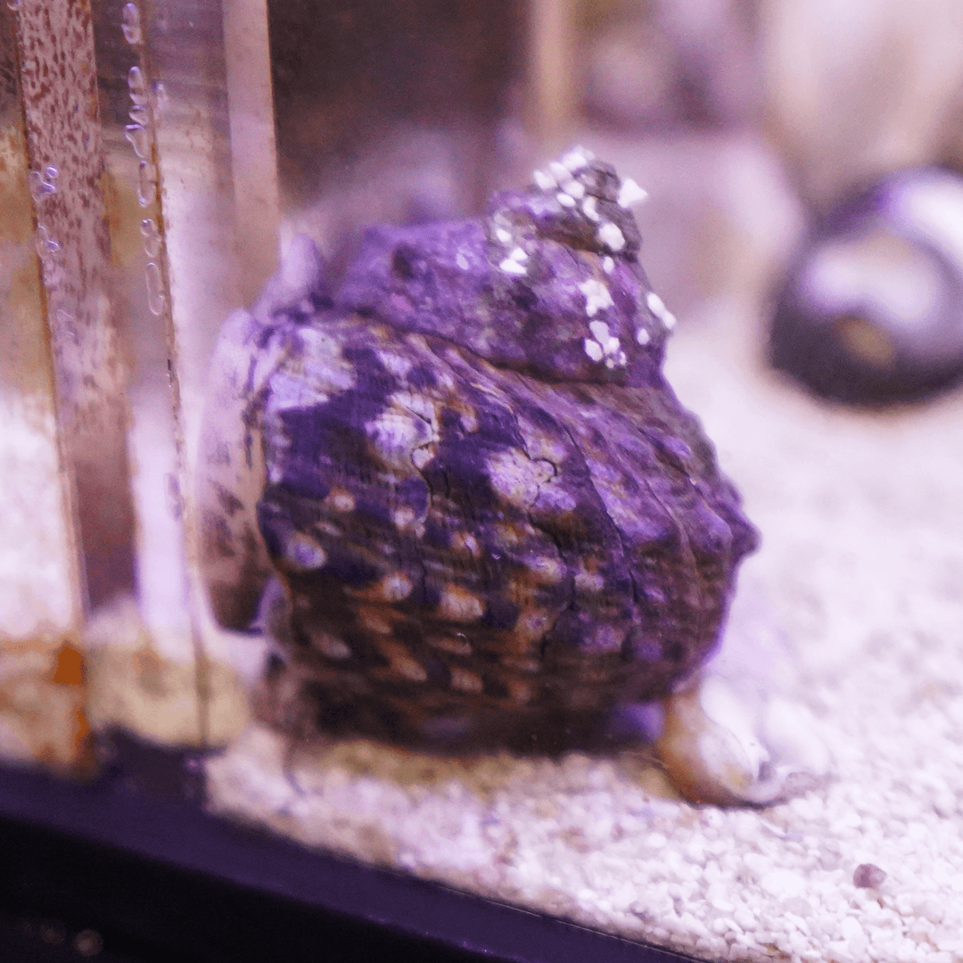 Turbo Snail – Koral King