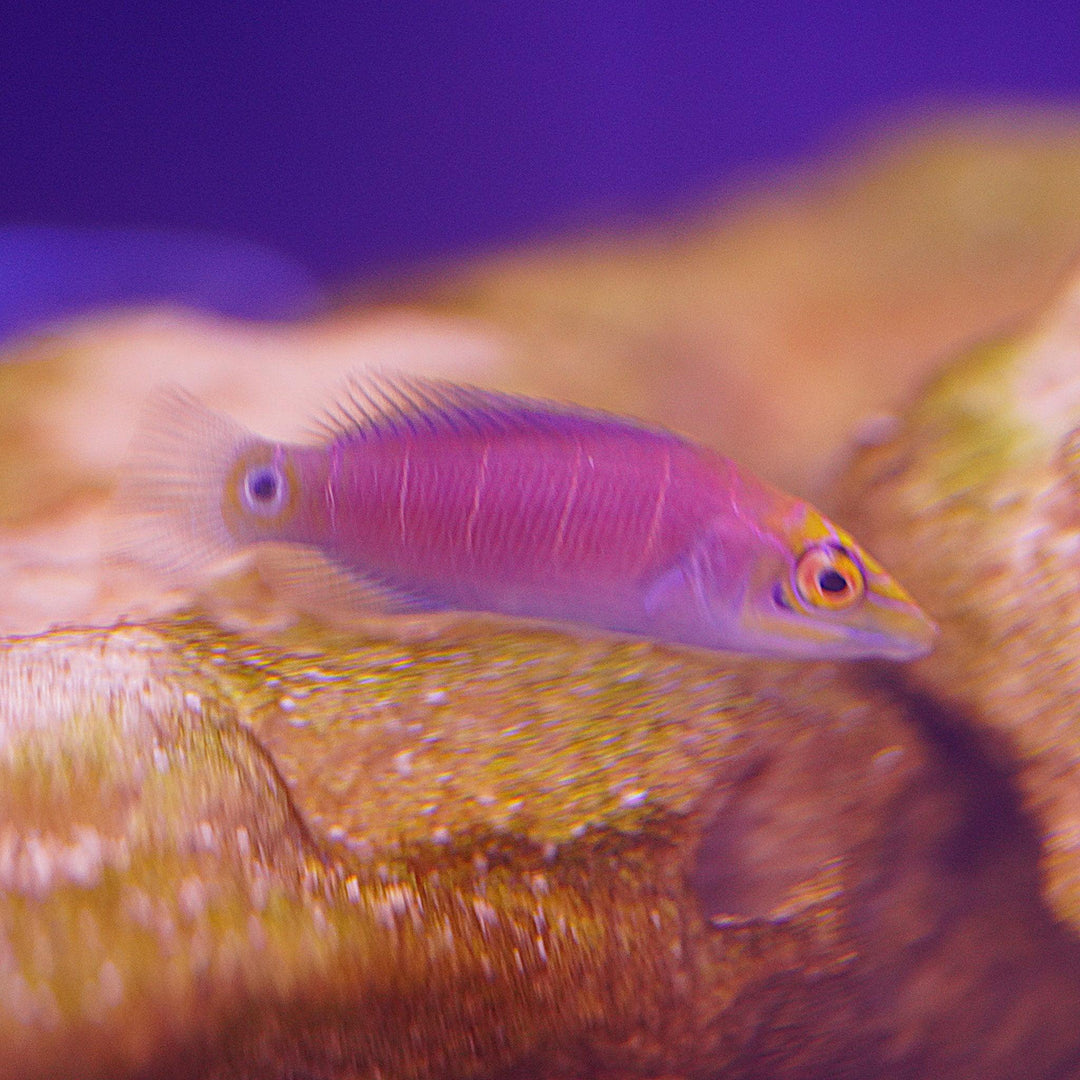 Mystery Wrasse – Koral King