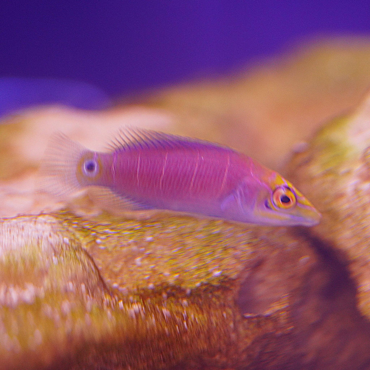 Mystery Wrasse – Koral King