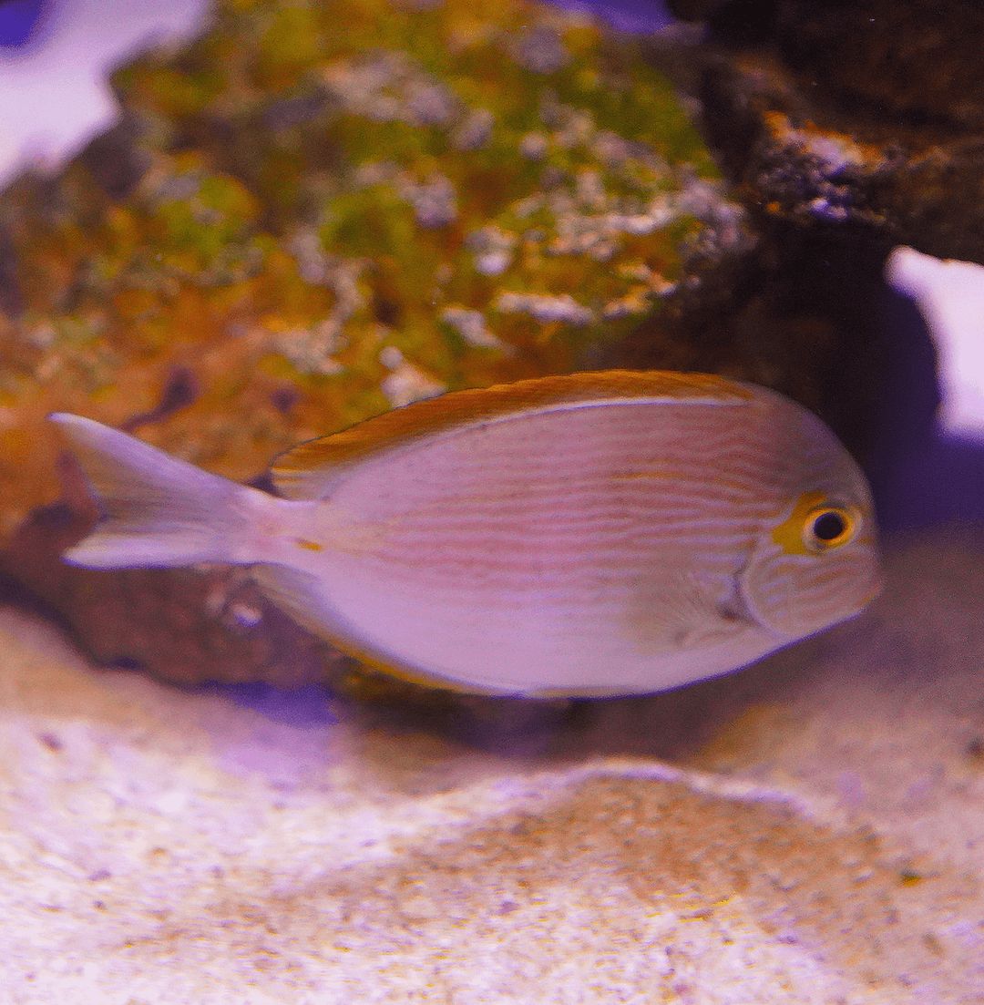 Mata Tang – Koral King