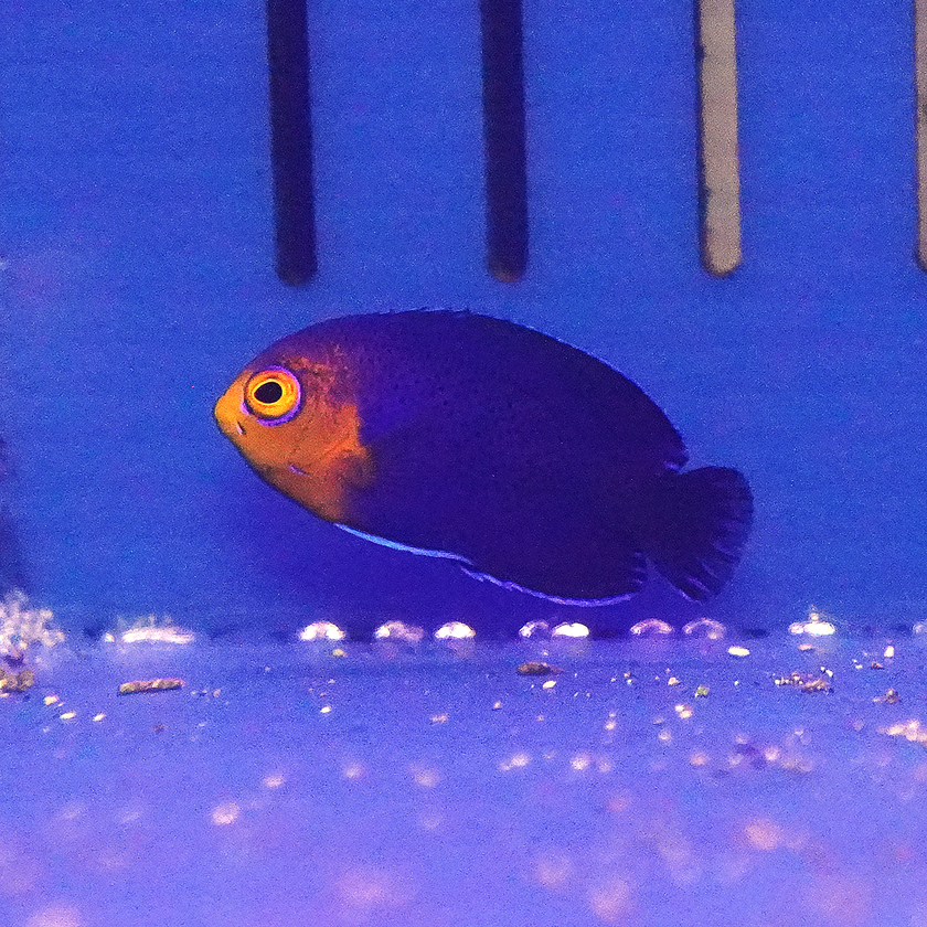 Pygmy Angelfish – Koral King
