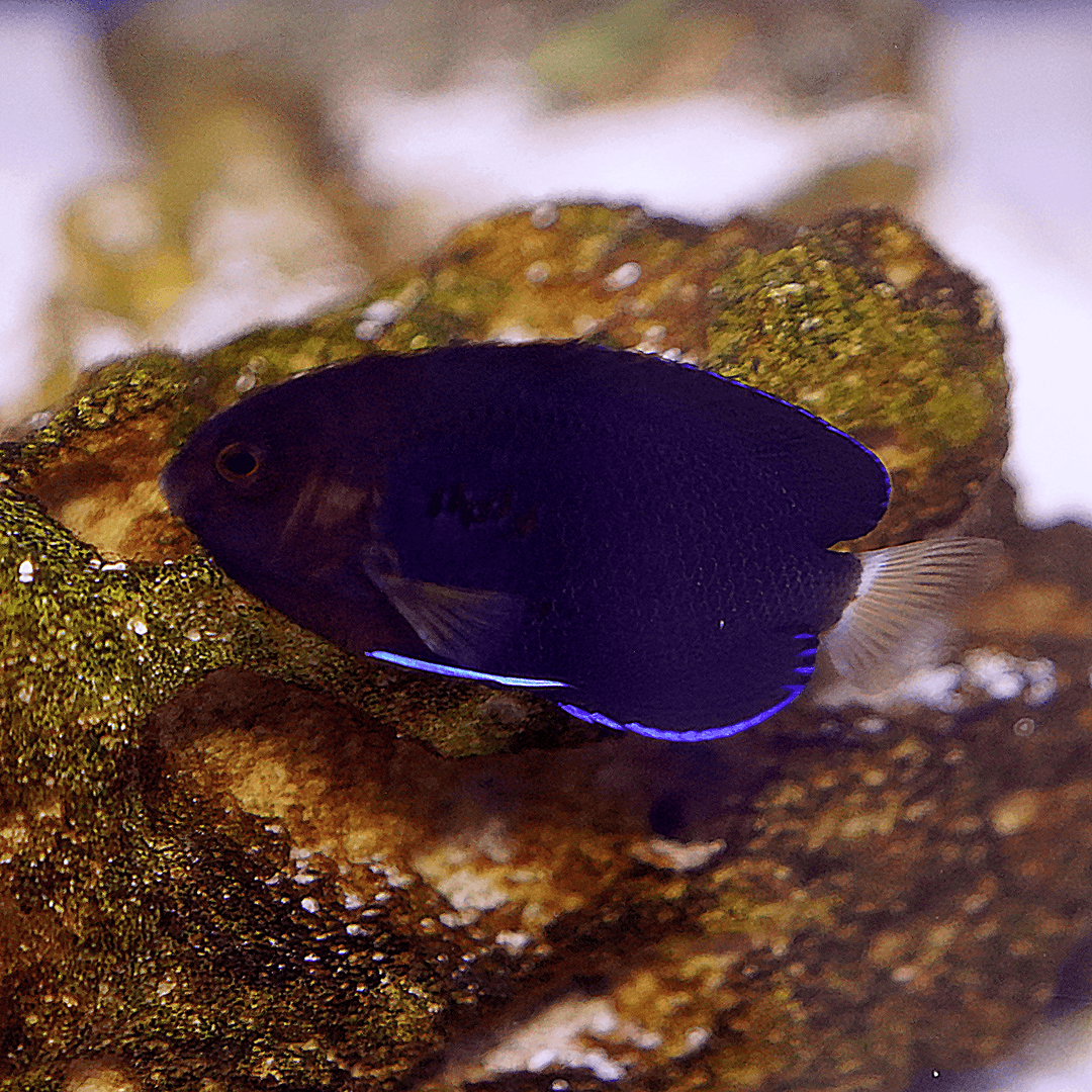 Yellowtail Pygmy Angelfish – Koral King