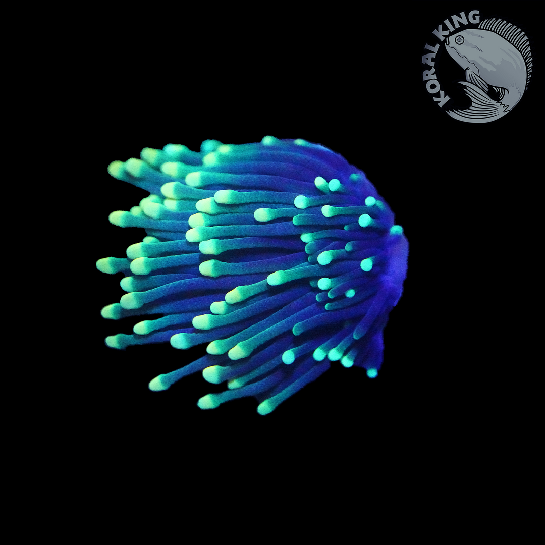 Rasta Torch – Koral King