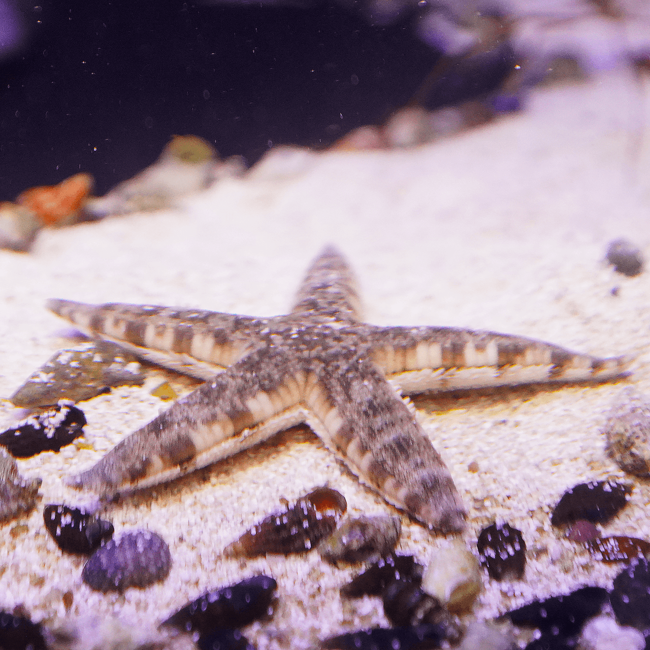 Sand Sifting Starfish – Koral King