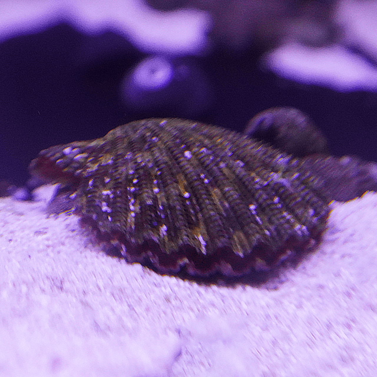 Purple Tiger Scallop – Koral King