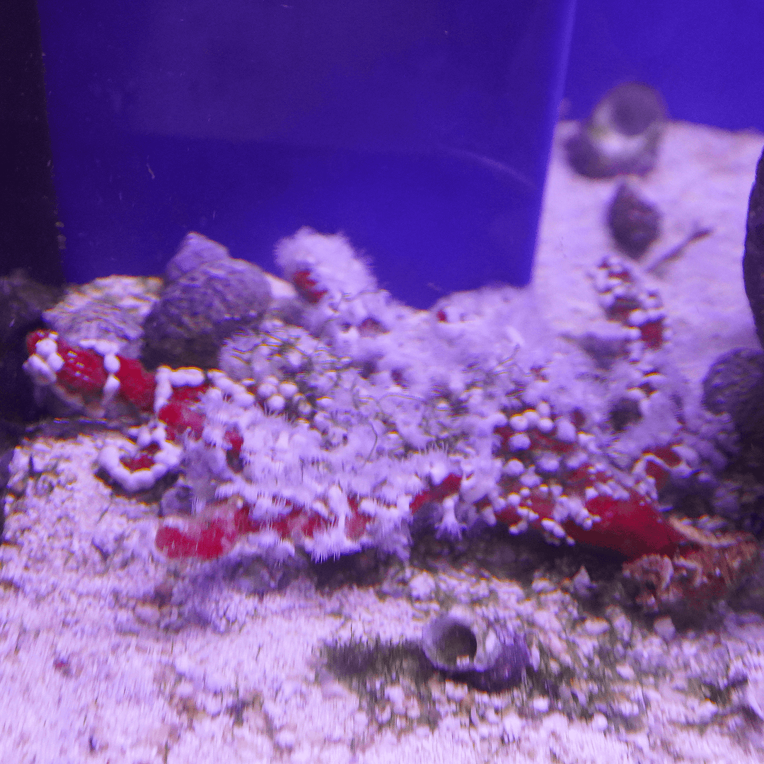 Spider Sponge – Koral King