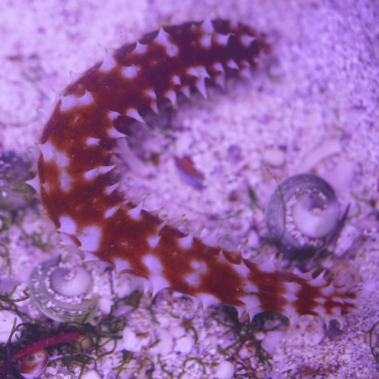 Tiger Tail Cucumber – Koral King